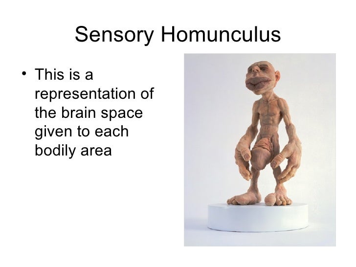 Introductory Psychology: Cerebral Cortex