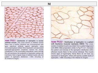 Muscle Tissue - Histology Slides Types of Muscle Tissue | PPT