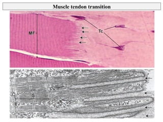 Muscle Tissue - Histology Slides Types of Muscle Tissue | PPT