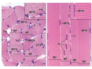 Muscle Tissue - Histology Slides Types of Muscle Tissue | PPT