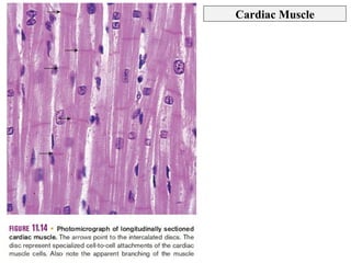 Muscle Tissue - Histology Slides Types of Muscle Tissue | PPT