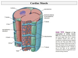 Muscle Tissue - Histology Slides Types of Muscle Tissue | PPT