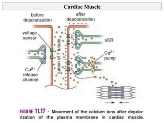 Muscle Tissue - Histology Slides Types of Muscle Tissue | PPT