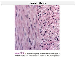 Muscle Tissue - Histology Slides Types of Muscle Tissue | PPT