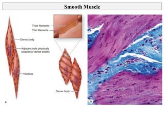 Muscle Tissue - Histology Slides Types of Muscle Tissue | PPT