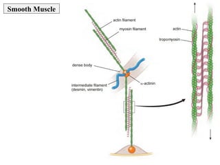 Muscle Tissue - Histology Slides Types of Muscle Tissue | PPT