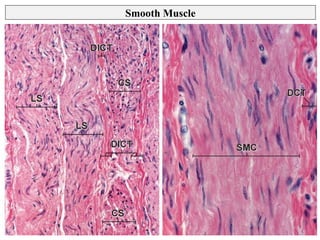Muscle Tissue - Histology Slides Types of Muscle Tissue | PPT