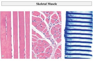Muscle Tissue - Histology Slides Types of Muscle Tissue | PPT