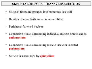 Muscle Tissue - Histology Slides Types of Muscle Tissue | PPT