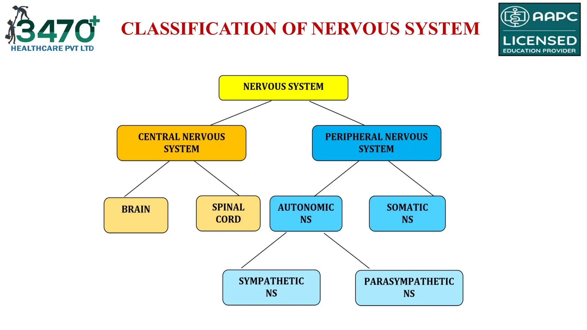 06 NERVOUS SYSTEM NMS (2).pptx of Human . | PPT