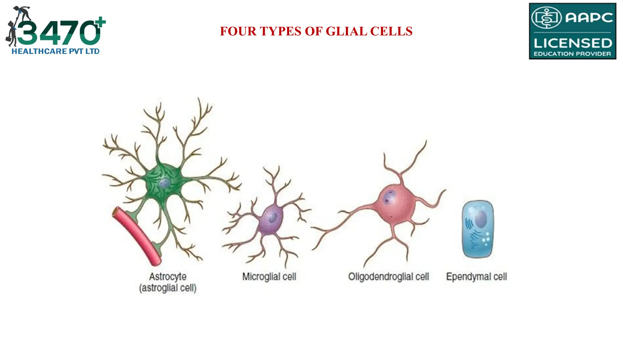 06 NERVOUS SYSTEM NMS (2).pptx of Human . | PPT