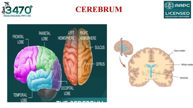 06 NERVOUS SYSTEM NMS (2).pptx of Human . | PPT