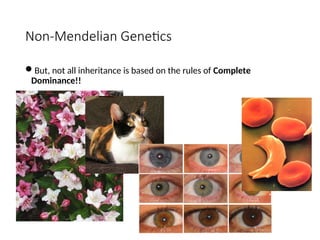 06_Notes_Non-Mendelian_Genetics_Student (1) (2).ppt