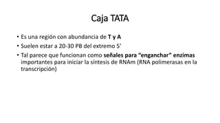 06 organización genoma 6 | PPTX