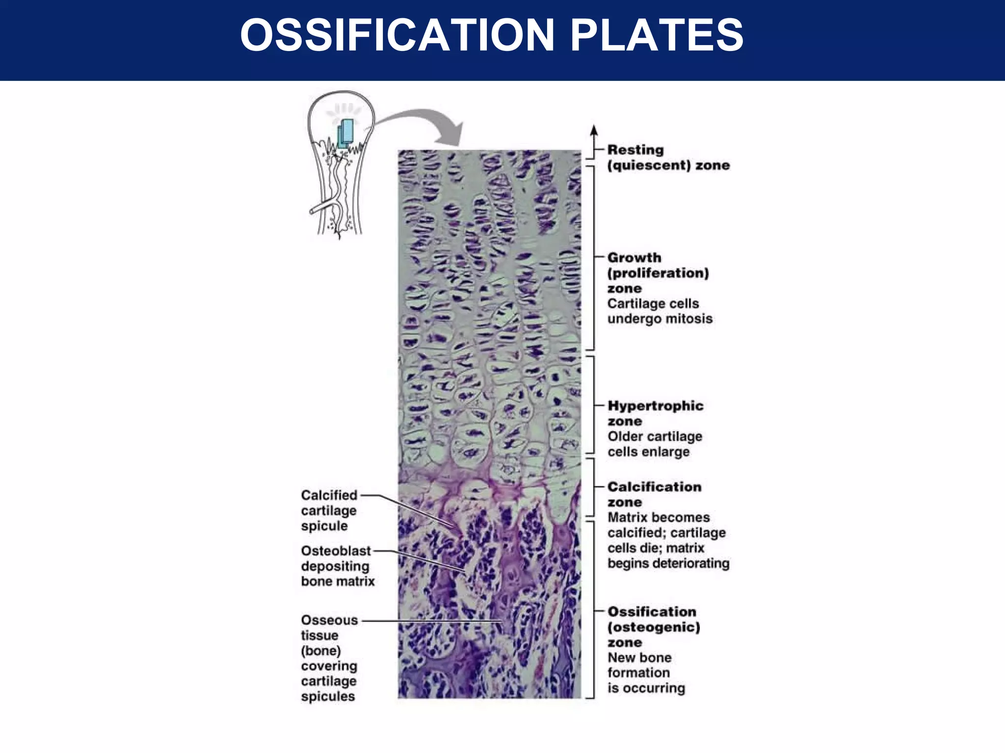 Ossification | PPT