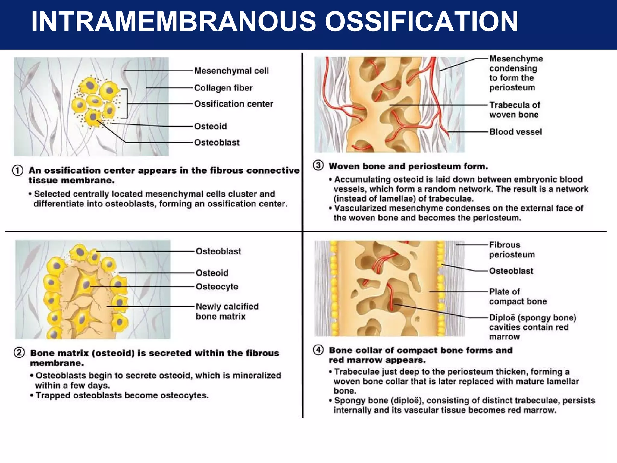 Ossification | PPT