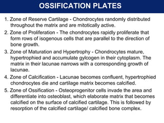 Ossification | PPT