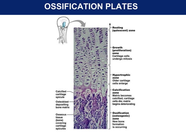 Ossification | PPT