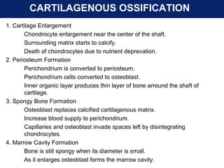 Ossification | PPT