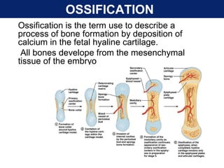 Endochondral Ossification Labeled