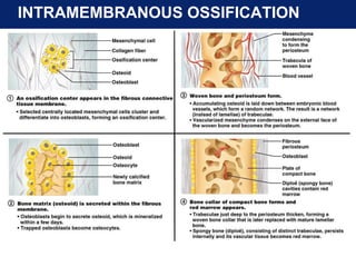 Intramembranous Bone Formation