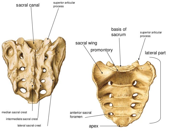 Lateral Sacral Crest