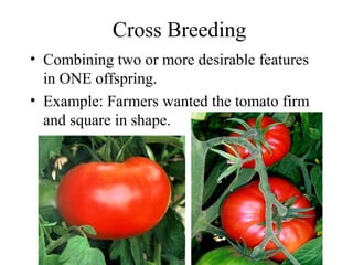 06 practical knowledge of plants | PPT