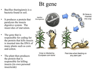 06 practical knowledge of plants | PPT