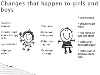 Y8 Humans 06 puberty | PPT