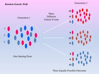 Genetic Drift Diagram