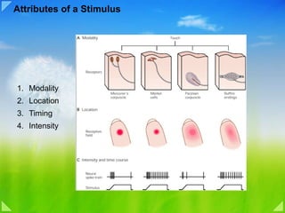 06 sensory processing | PPT