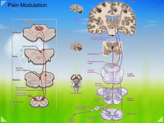 06 sensory processing | PPT | Biological Sciences | Science