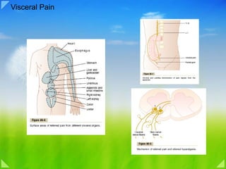 06 sensory processing | PPT | Biological Sciences | Science