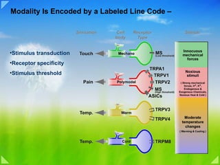 06 sensory processing | PPT