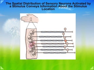 06 sensory processing | PPT