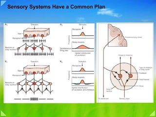 06 sensory processing | PPT