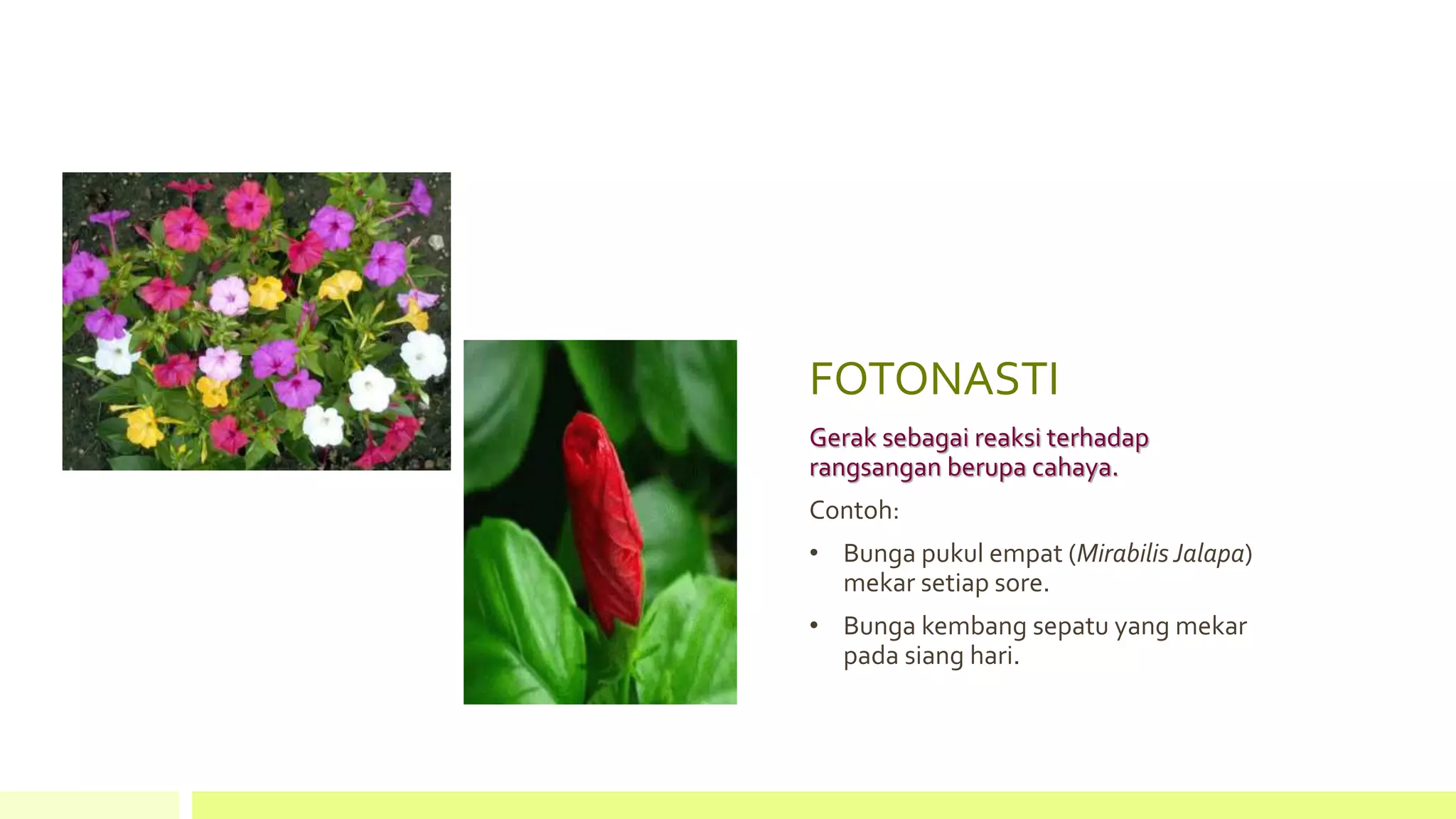 06 sistem gerak pada tumbuhan | PPTX