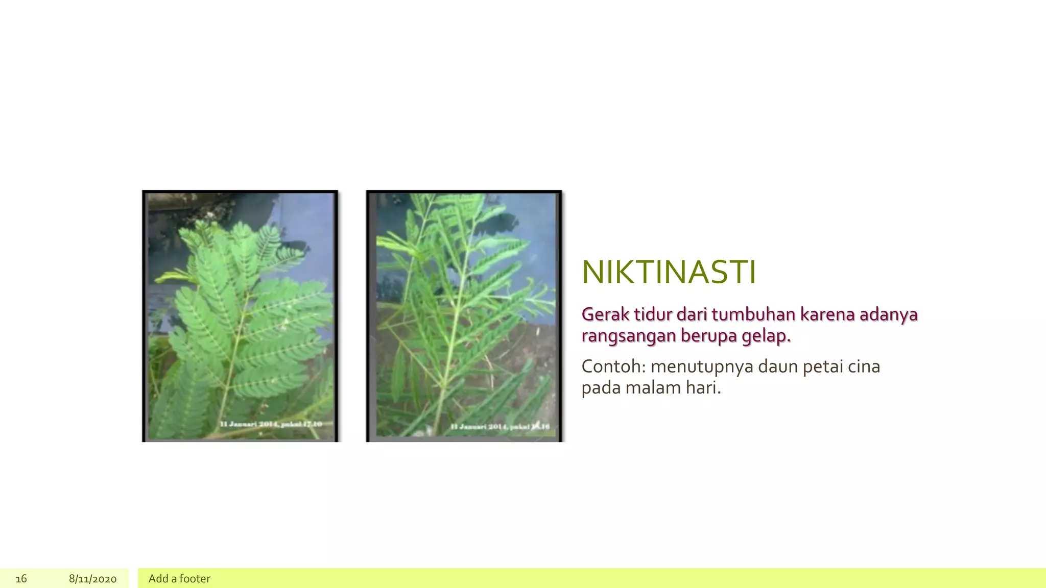 06 sistem gerak pada tumbuhan | PPTX