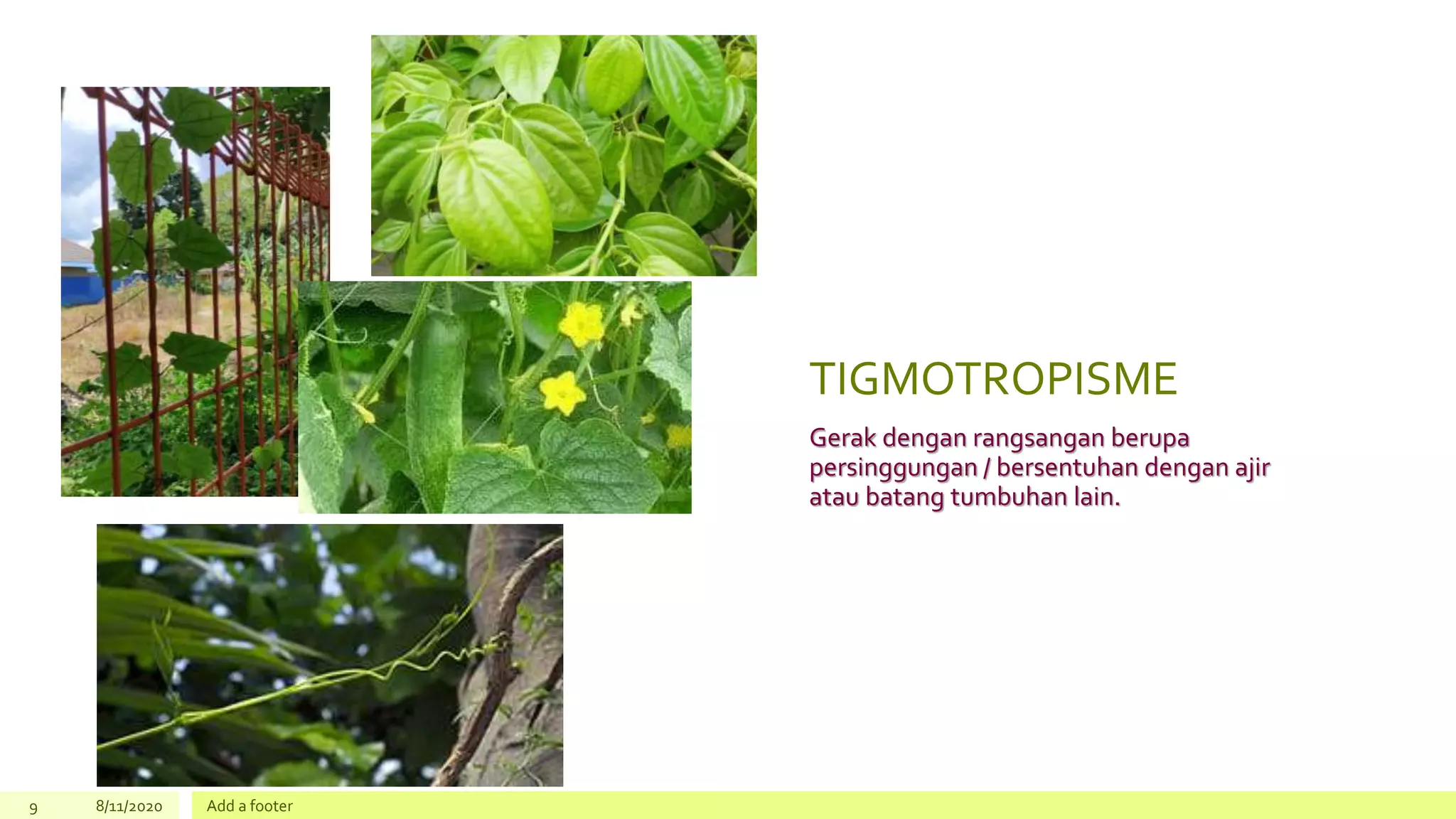 06 sistem gerak pada tumbuhan | PPTX