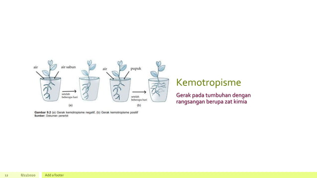 06 sistem gerak pada tumbuhan | PPT