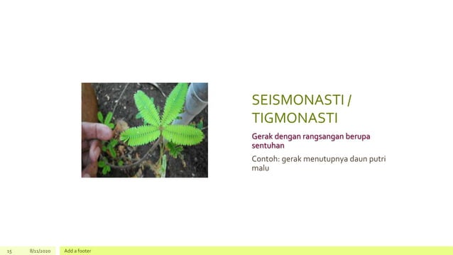 06 sistem gerak pada tumbuhan | PPT