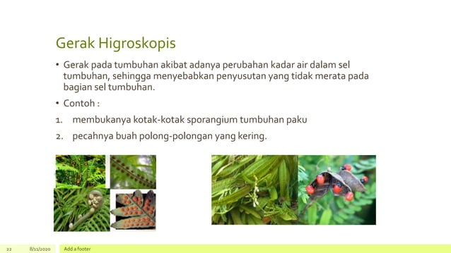 06 sistem gerak pada tumbuhan | PPT