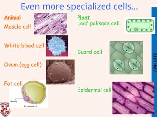 Understanding Specialized Cells and Their Roles in Plants and Animals | PPT