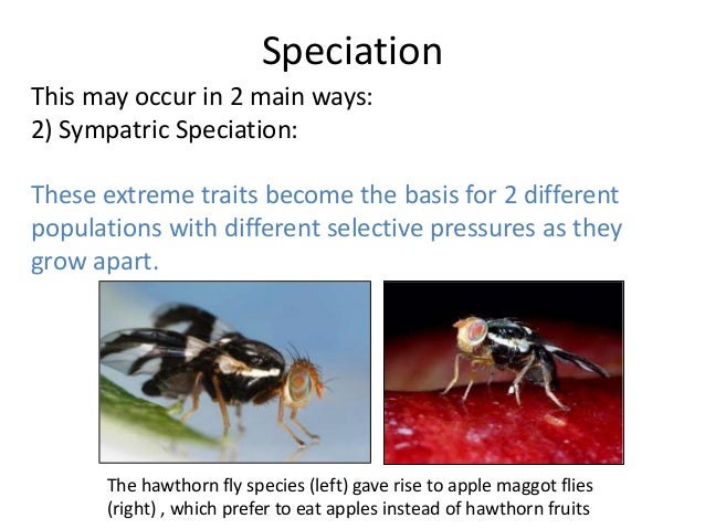 Sympatric Speciation Apple Maggot Fly