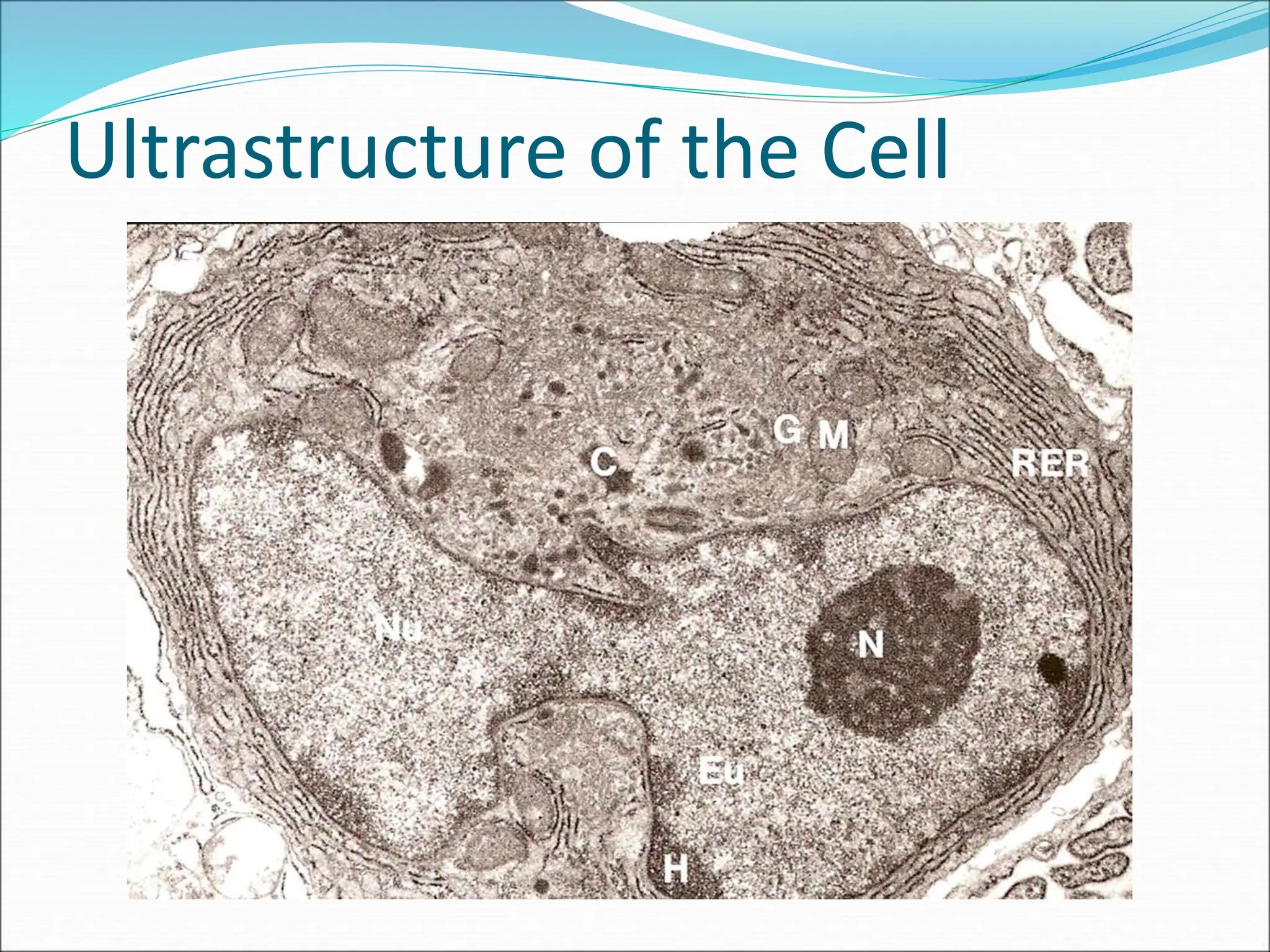 procedure for Staining on routine histopath.ppt