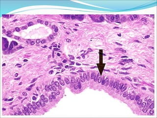 procedure for Staining on routine histopath.ppt