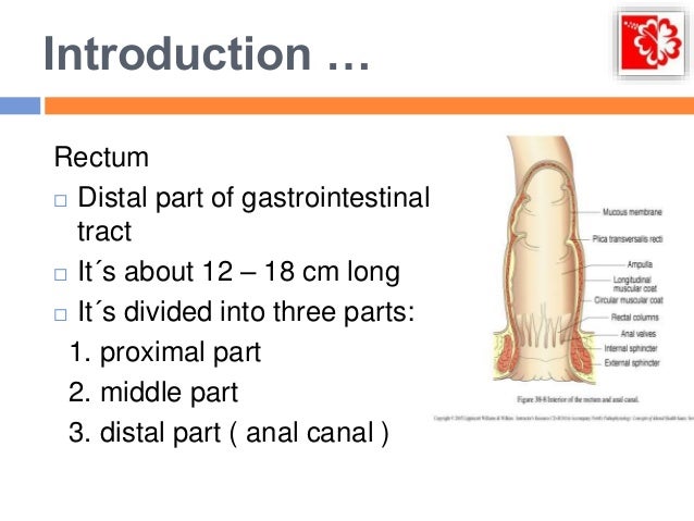 06 surgical disease colon and rectum tutorial hajhamad m msu
