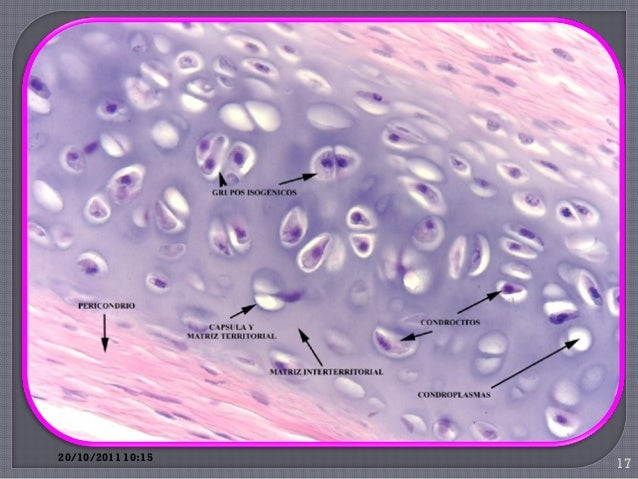 Tejido Cartilaginoso