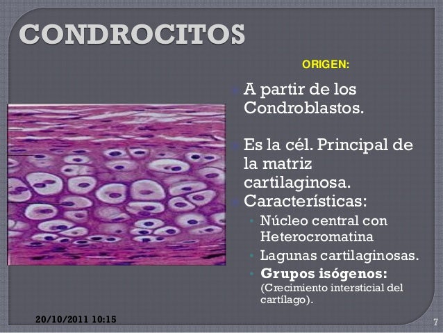 Tejido Cartilaginoso