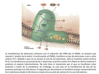 cadena respiratoria y fosforilacion ox | PPTX